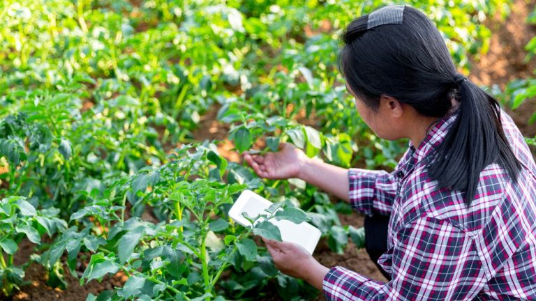 Smart Farming: Bagaimana IoT Mengubah Dunia Pertanian - AGROPEDIA