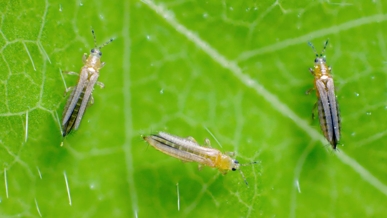 Hama Thrips pada Cabai: Identifikasi, Gejala, dan Cara Pengendalian ...