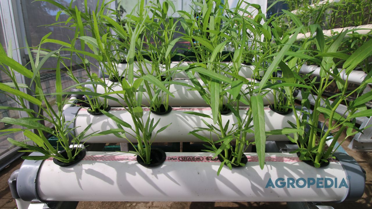 Sistem Hidroponik DFT (Deep Flow Technique): Stabil dan Ramah untuk ...