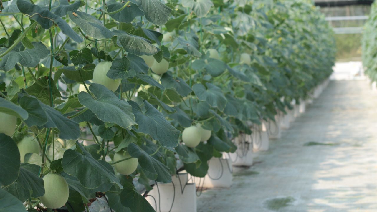 Drip System Hidroponik: Sistem Tetes Fleksibel untuk Berbagai Tanaman ...