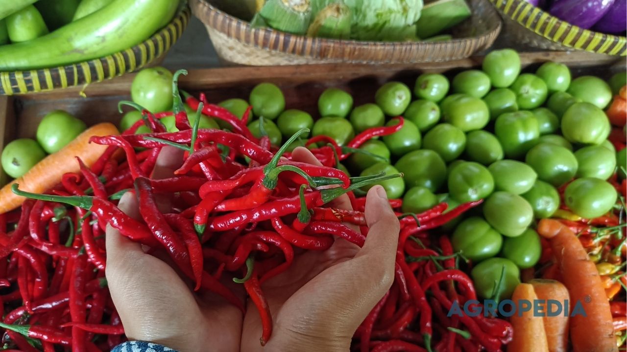 Kenapa Hasil Panen Bagus Tetap Sulit Dijual - AGROPEDIA