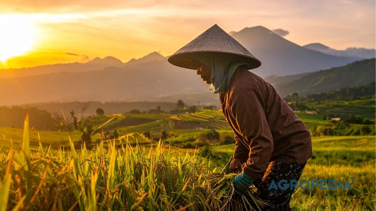 Membaca Masa Depan Agrikultur Indonesia: Antara Realitas, Risiko, dan ...
