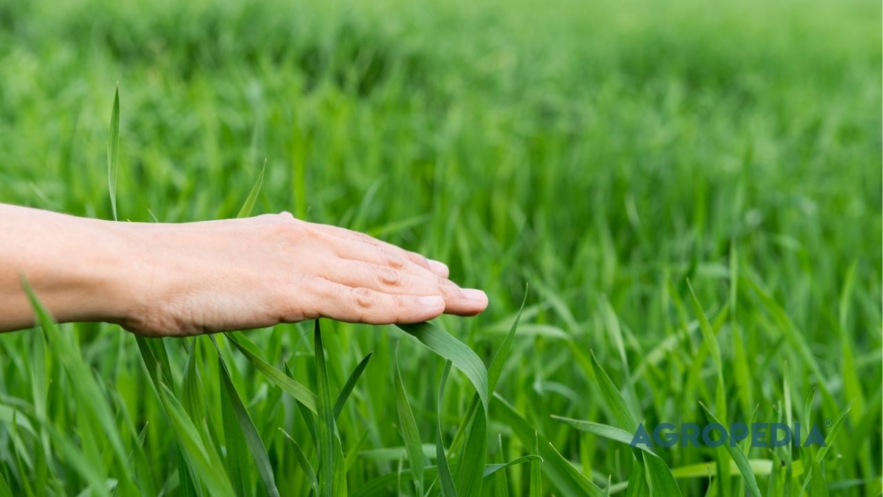 Pertanian Tetap Membutuhkan Sentuhan Manusia - AGROPEDIA